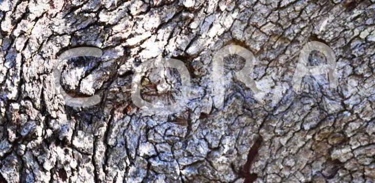 The Cora Tree | Outer Banks Blog | Resort Realty OBX